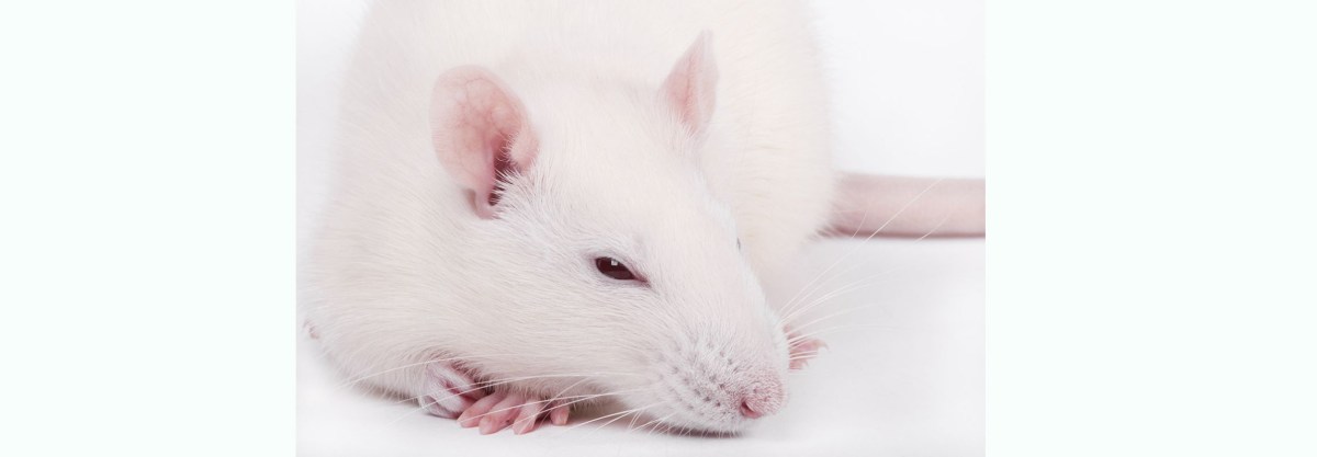 Alcoholism and Rats | A Spiritual Evolution